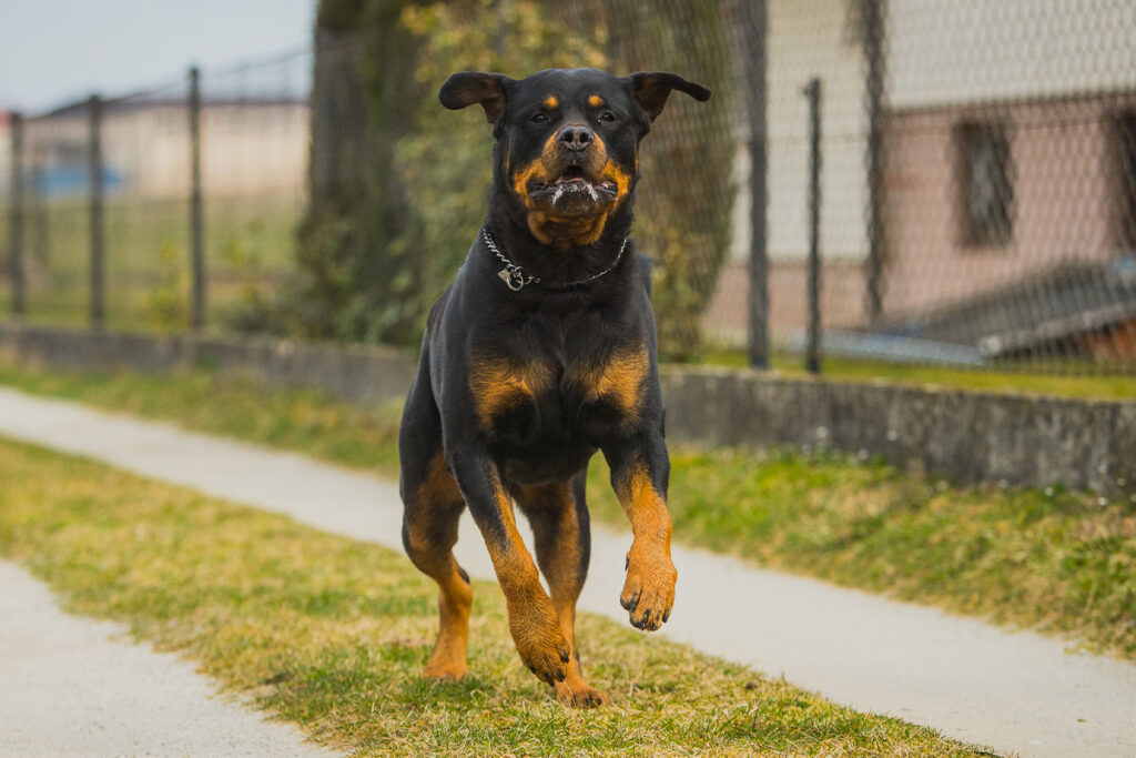 Dog Bite Attorney in San Antonio, TX | True Law Firm